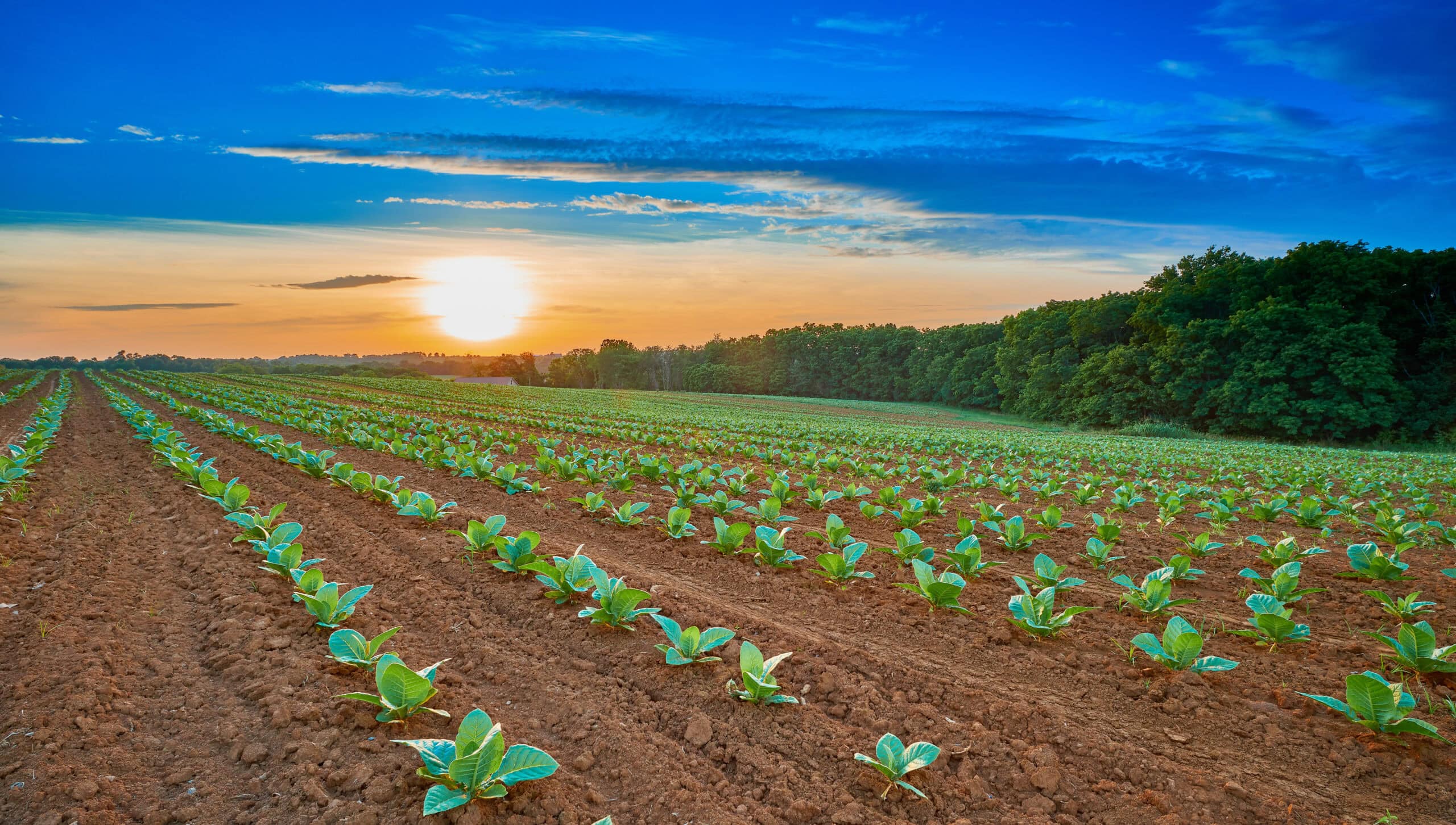 State Tax Maps | Cigar Association of America